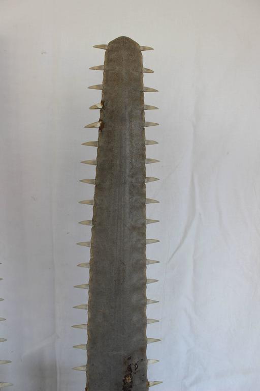 Monumental Pair of Sawfish Bills at 1stDibs