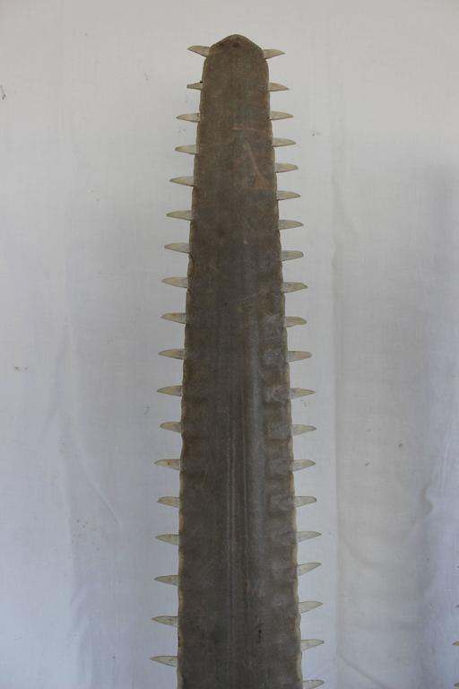 Monumental Pair of Sawfish Bills at 1stDibs