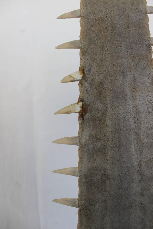 Monumental Pair of Sawfish Bills at 1stDibs