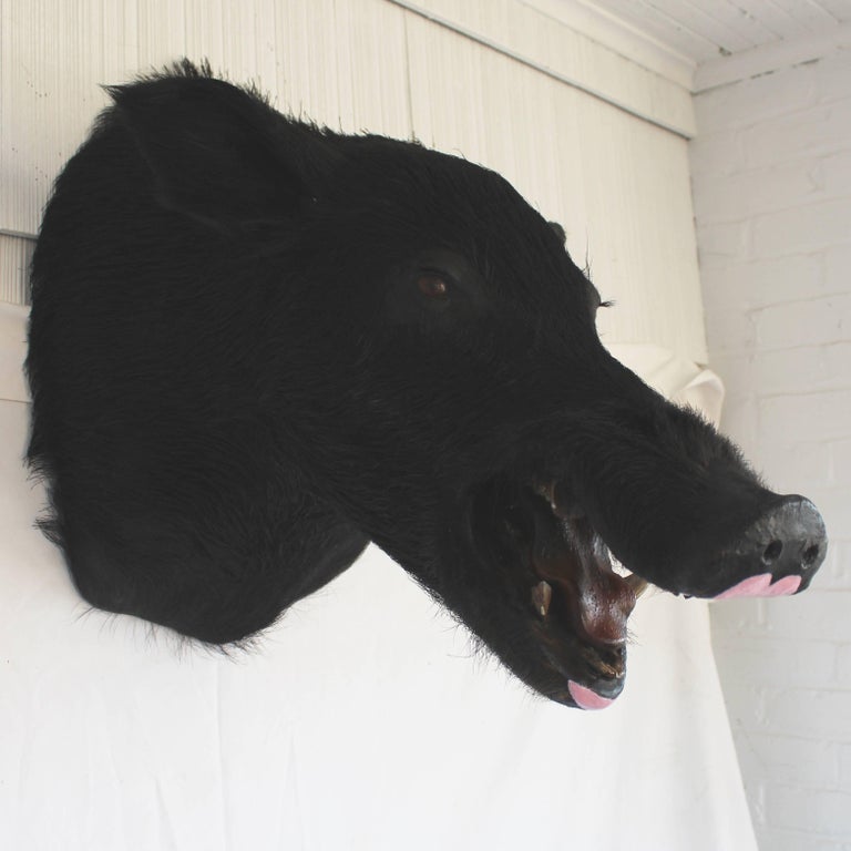 Taxidermy Boar's Head Mount at 1stdibs