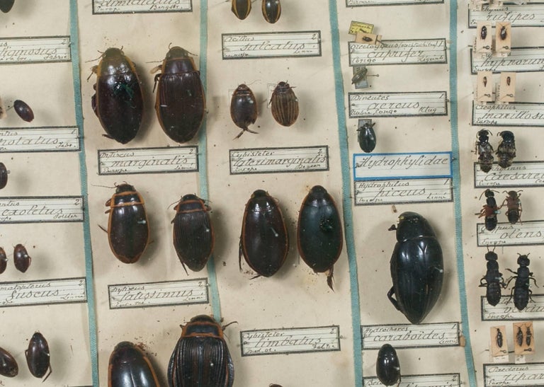 Vintage Insect Collection in Specimen Box from France at 1stDibs