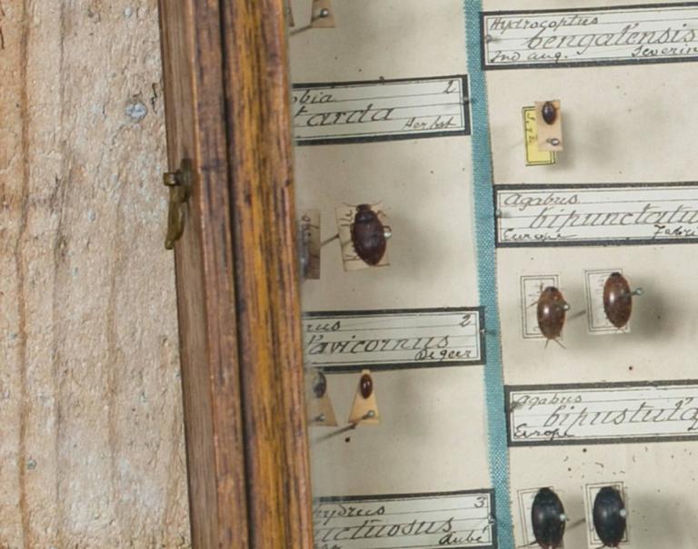 Vintage Insect Collection in Specimen Box from France at 1stdibs