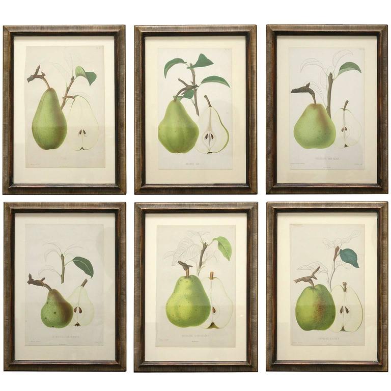 Set of Six 19th Century Framed Pear Prints at 1stDibs