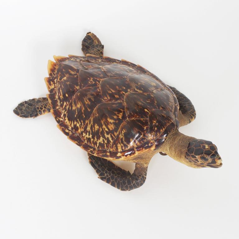 Antique Taxidermy Turtle at 1stDibs