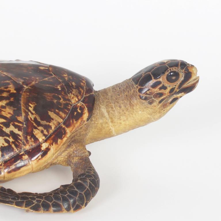 Antique Taxidermy Turtle at 1stDibs