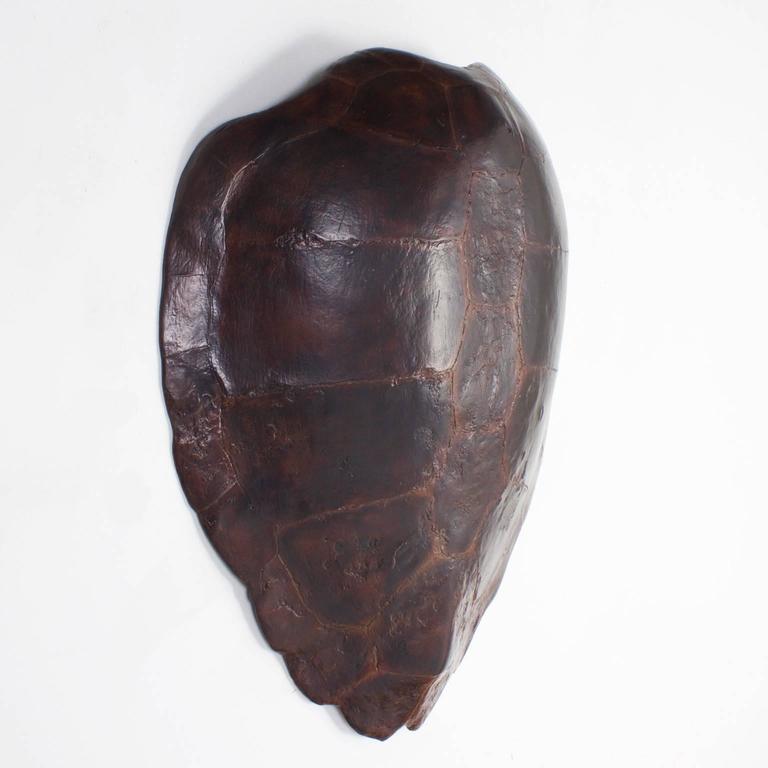 Large Fiberglass Loggerhead Turtle Shell at 1stdibs