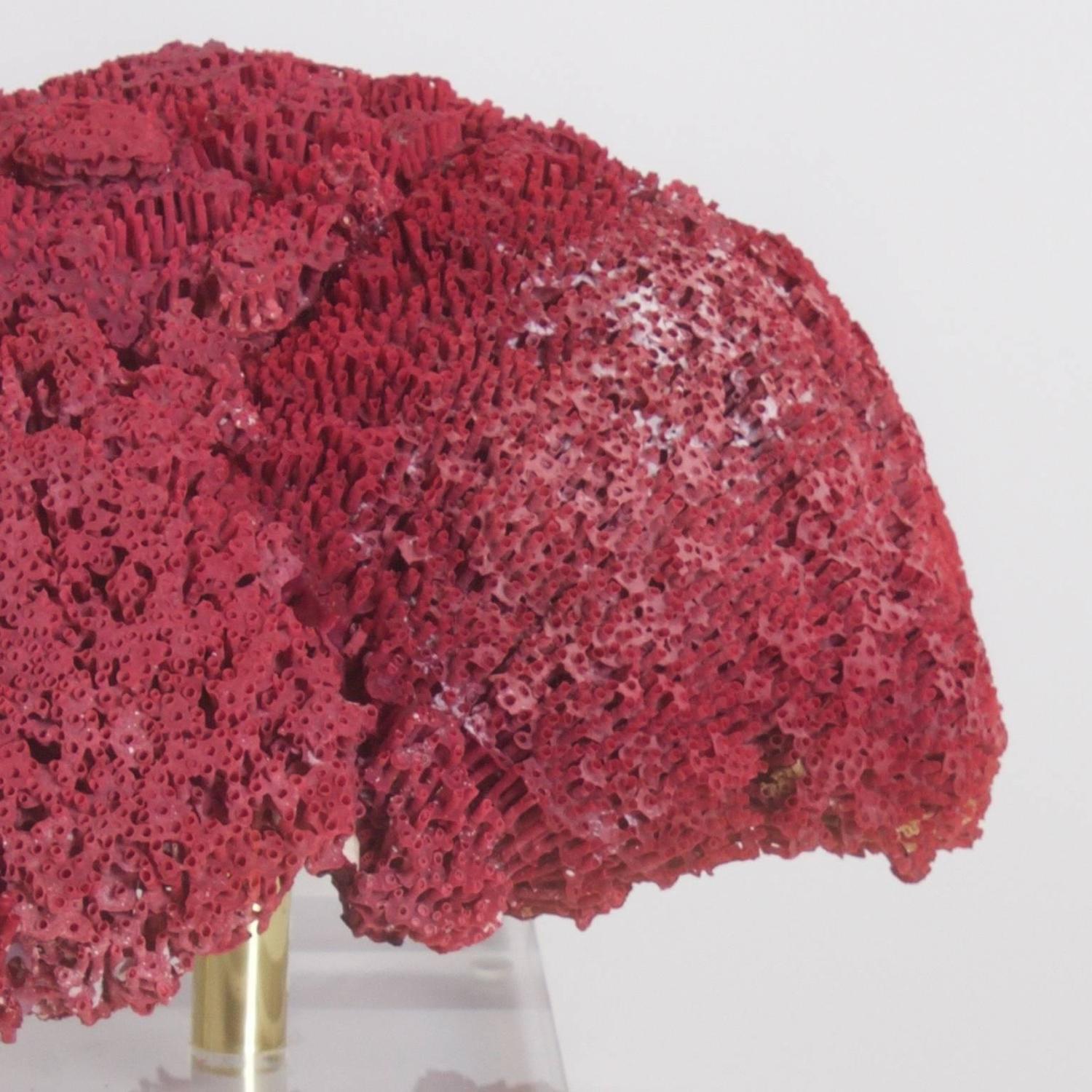 Large Red Pipe Organ Coral Specimen For Sale at 1stdibs