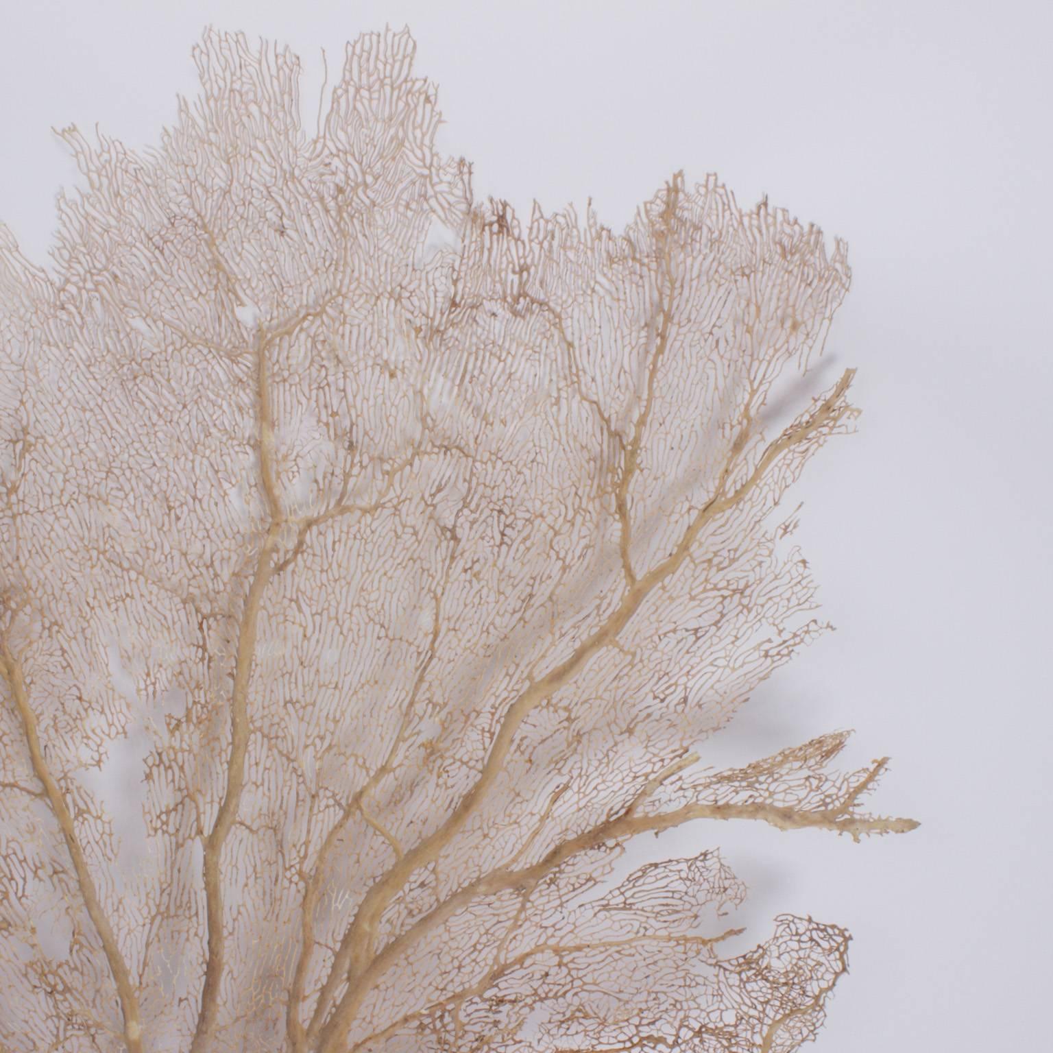 Giant Cream Sea Fan at 1stDibs | sea fan for sale