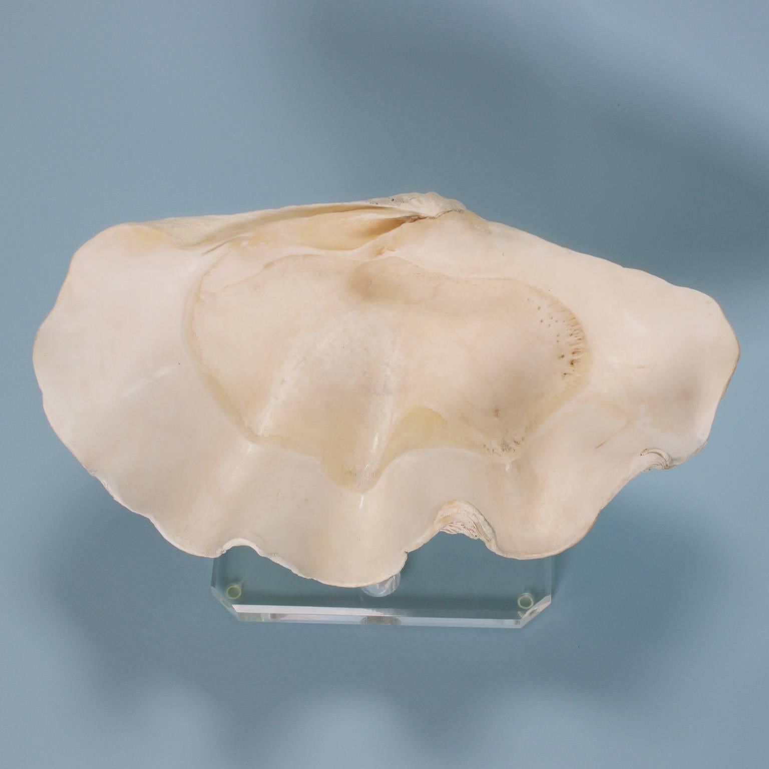 Chic Clam Shell on a Custom Lucite Base at 1stDibs