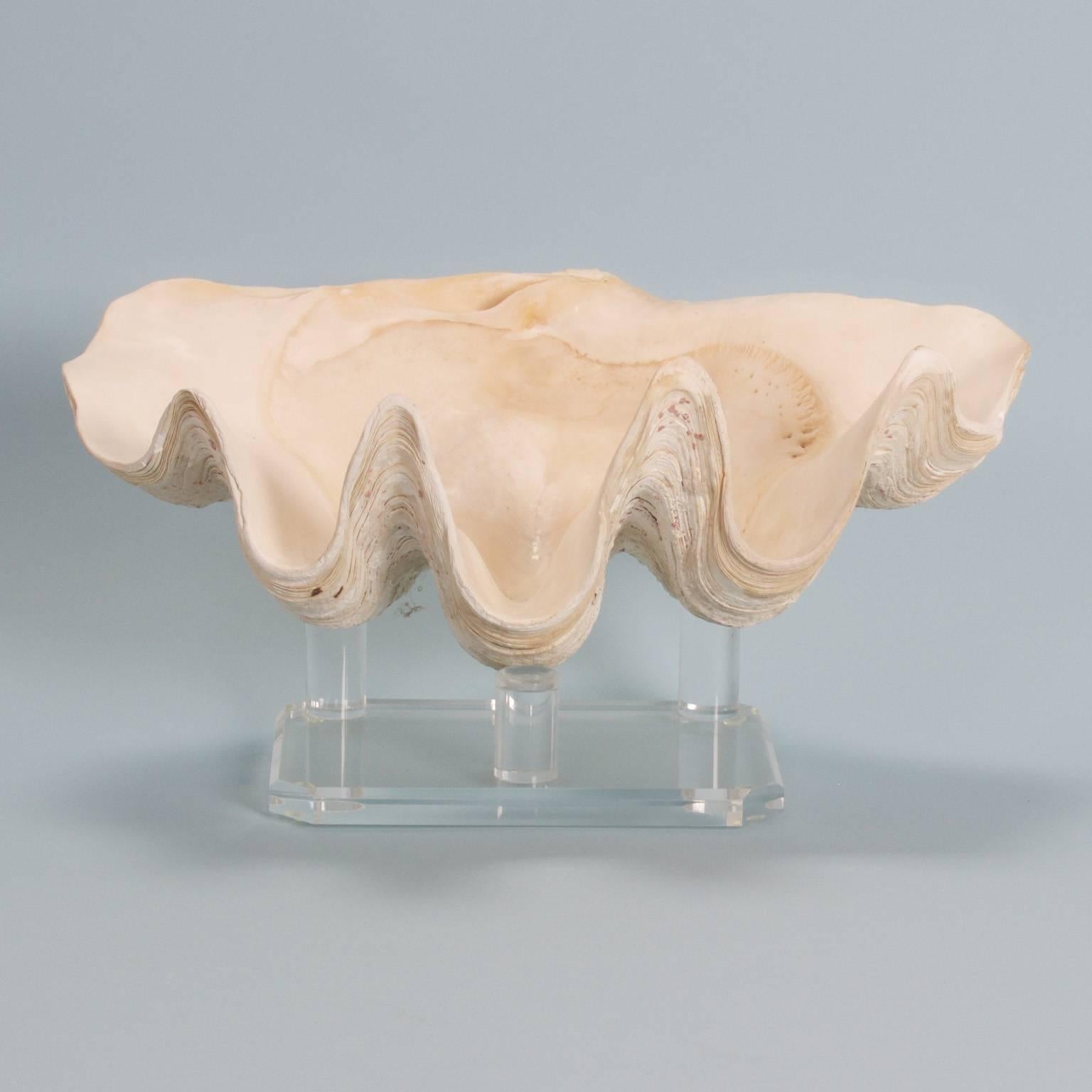 Chic Clam Shell on a Custom Lucite Base at 1stDibs