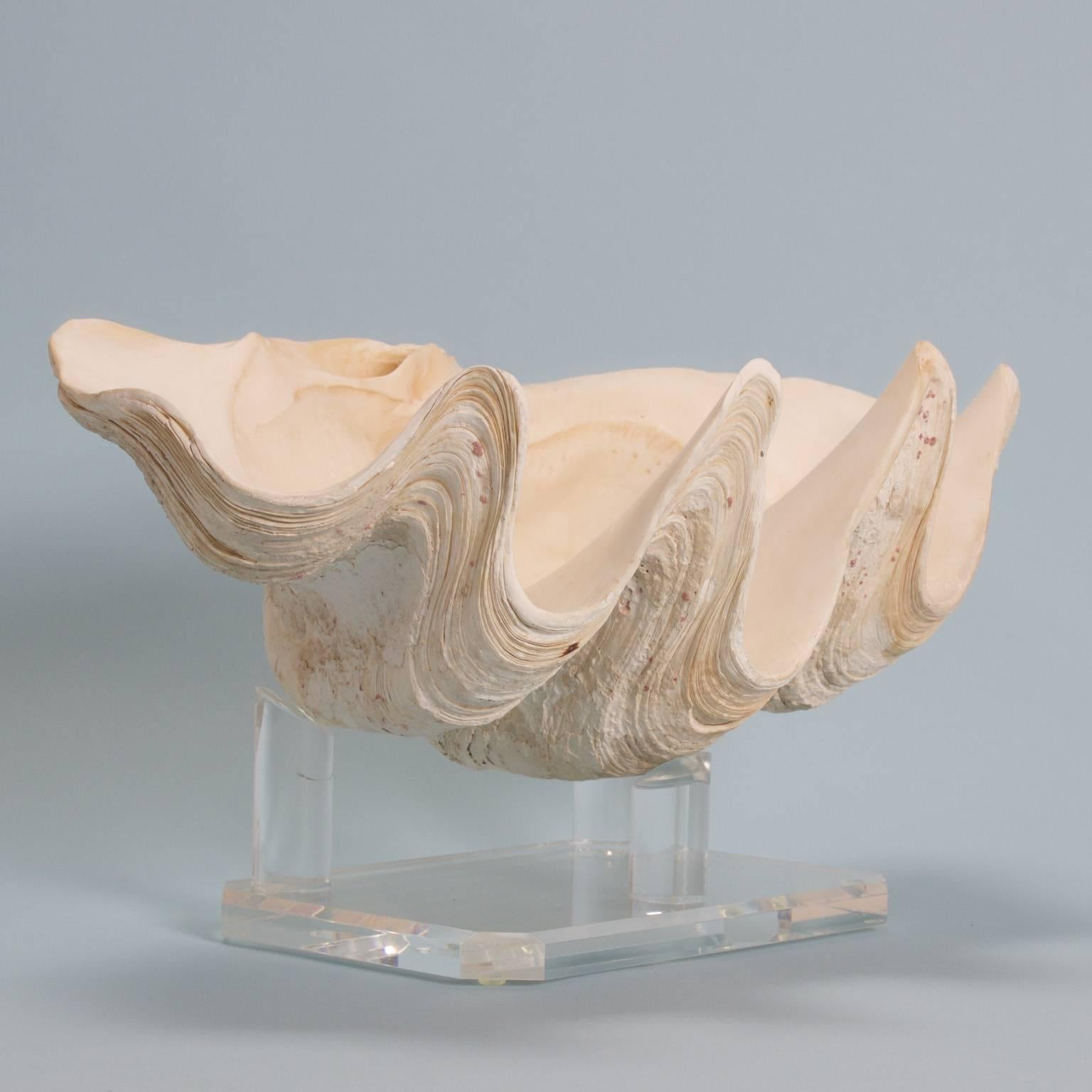 Chic Clam Shell on a Custom Lucite Base at 1stDibs