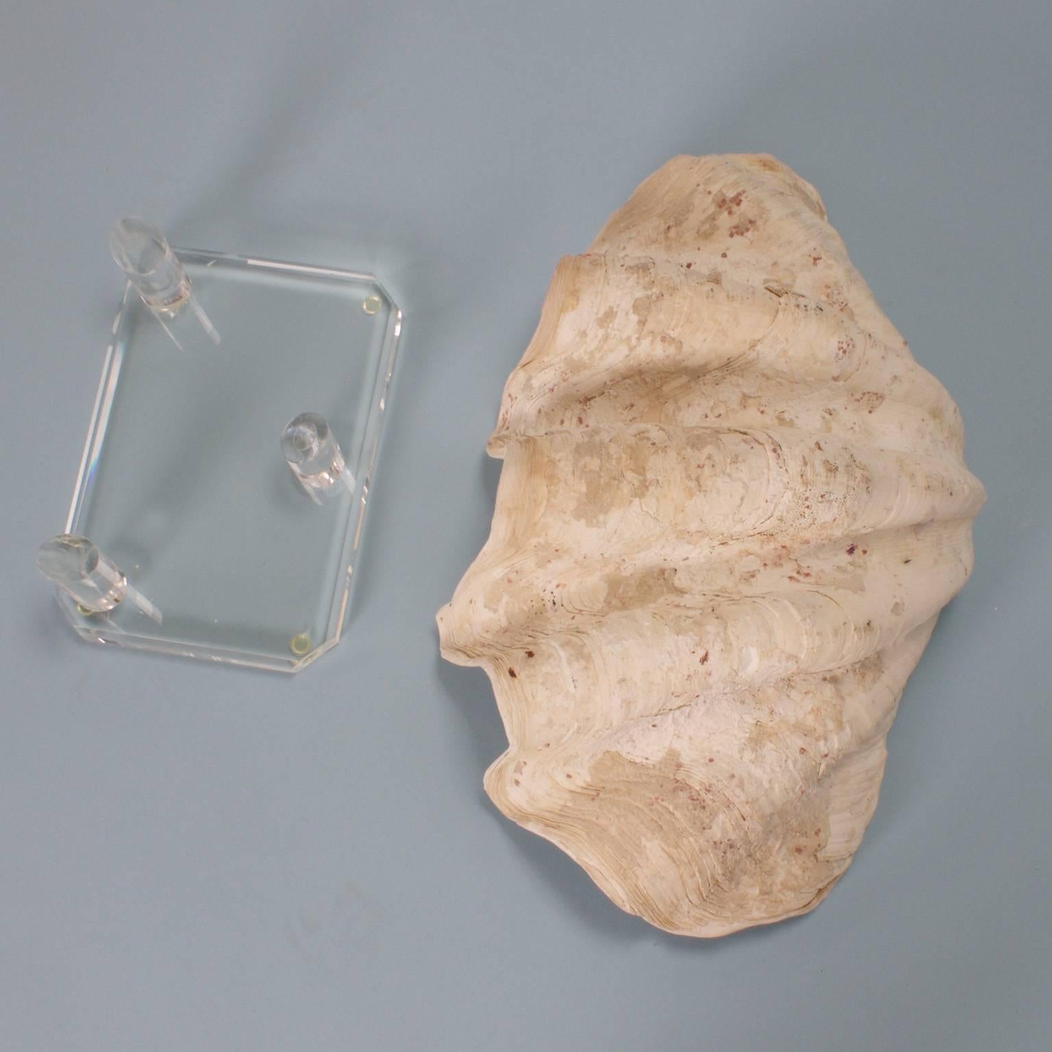 Chic Clam Shell on a Custom Lucite Base at 1stDibs