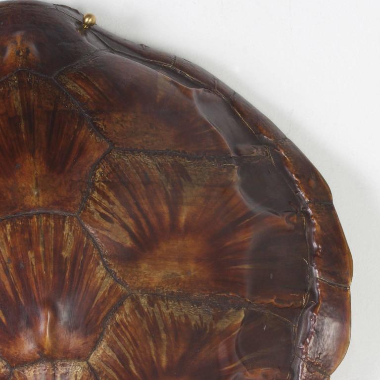 Antique Authentic Turtle Shell at 1stDibs