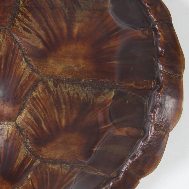 Antique Authentic Turtle Shell at 1stDibs