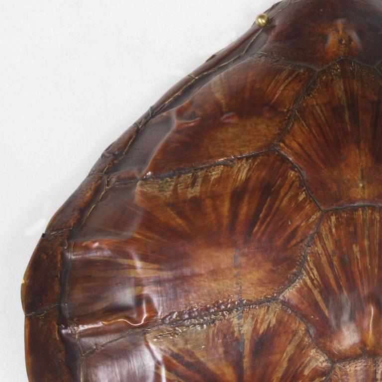 Antique Authentic Turtle Shell at 1stDibs