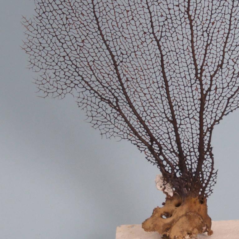 Three Colorful Sea Fans Mounted on Coquina Stone, Priced Individually ...