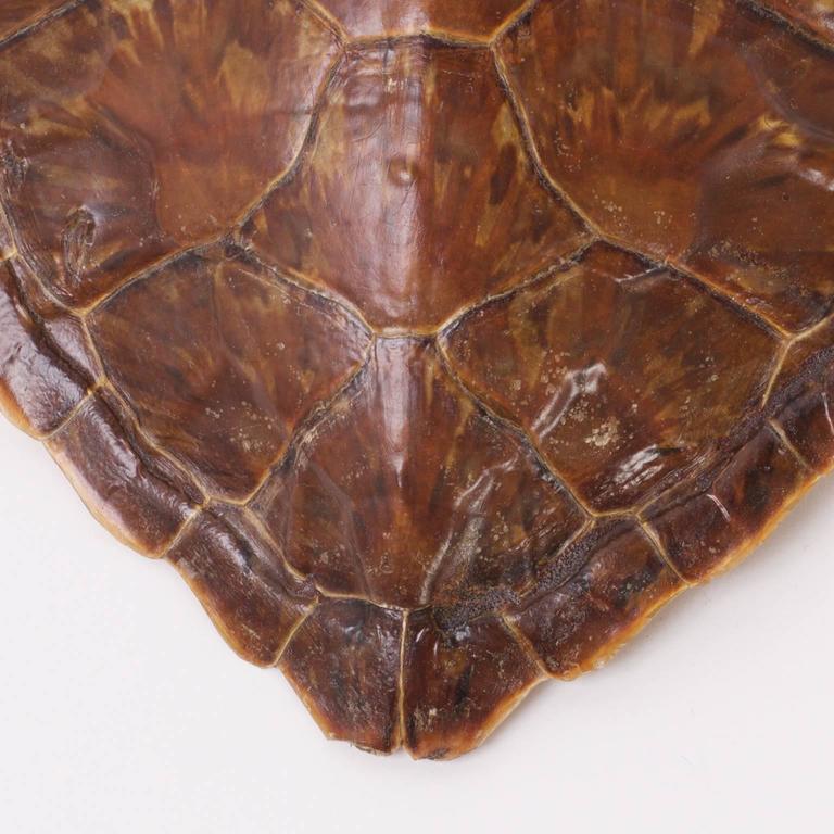 Antique Turtle Shell at 1stDibs | antique sea turtle shell for sale ...