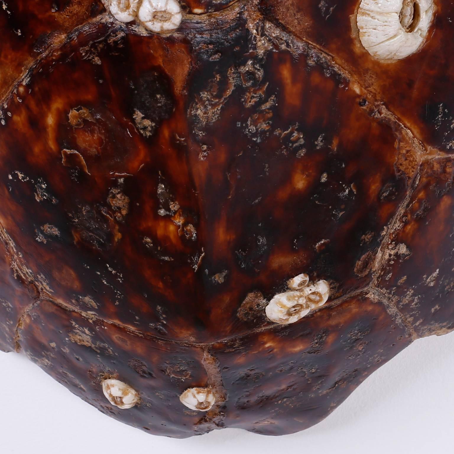 Antique Victorian Turtle Shell with Natural Barnacles at 1stDibs ...