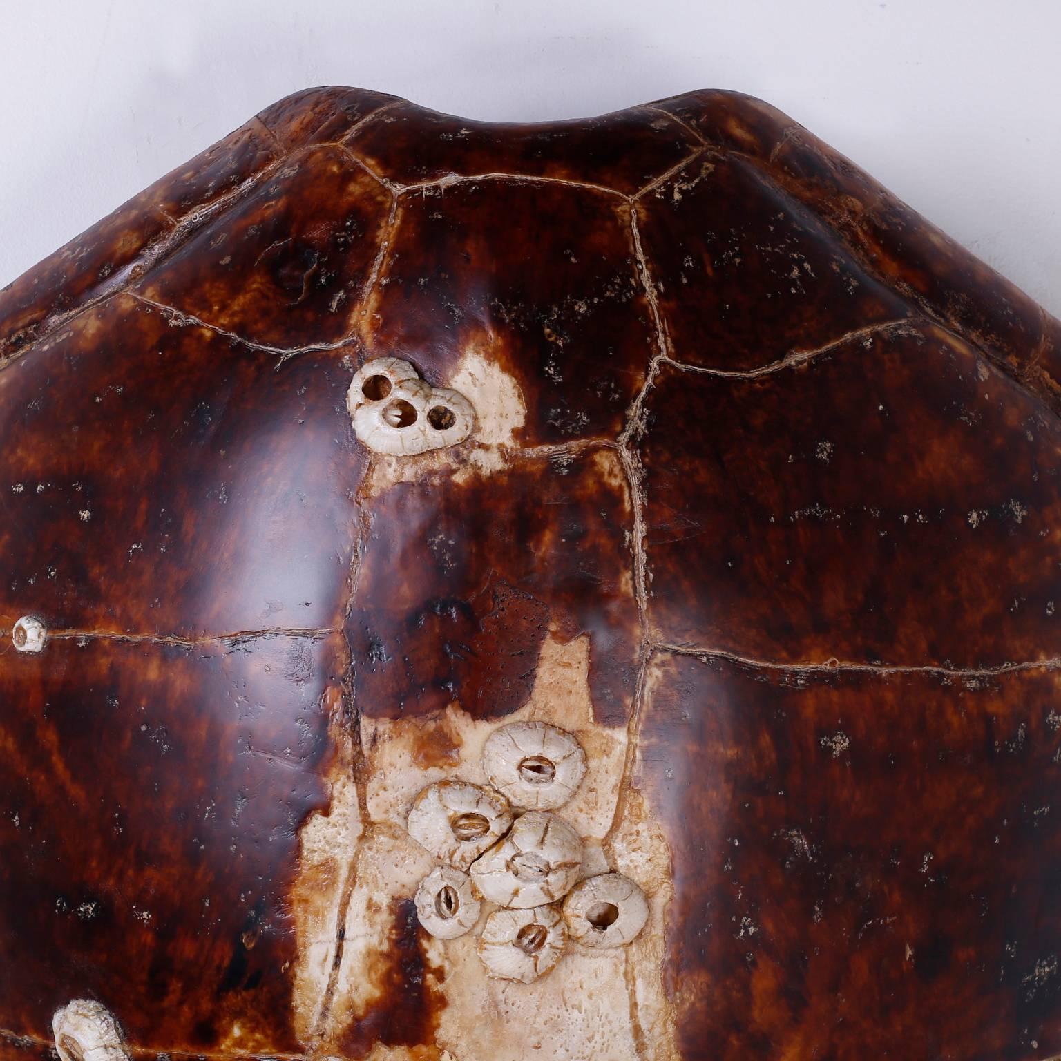 Antique Victorian Turtle Shell with Natural Barnacles at 1stDibs ...