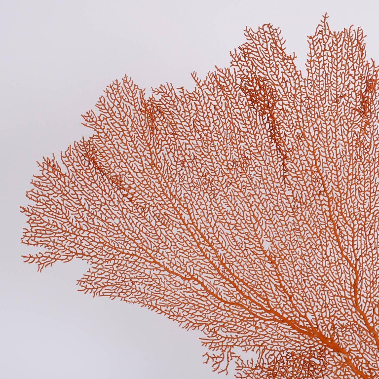 Natural Orange Sea Fan Specimen Mounted on Lucite at 1stDibs