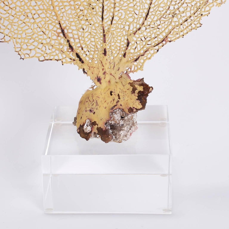 Charming Yellow Sea Fan on Lucite For Sale at 1stDibs