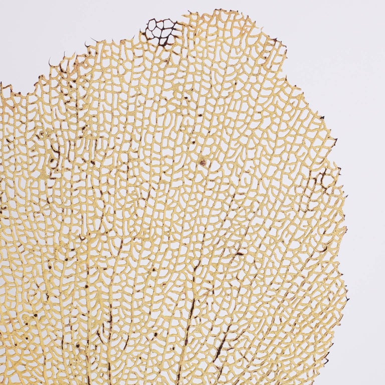 Charming Yellow Sea Fan on Lucite For Sale at 1stDibs