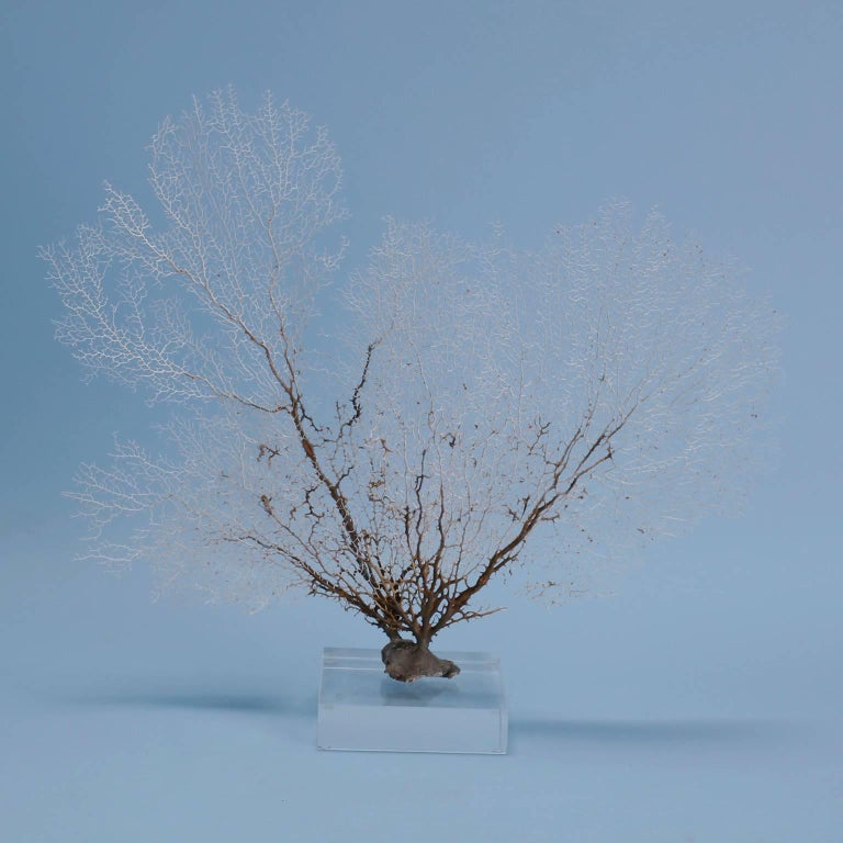 White Sea Fan on a Lucite Base For Sale at 1stDibs