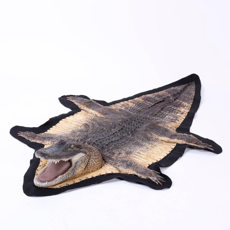 Taxidermy Alligator Rug or Hide For Sale at 1stdibs
