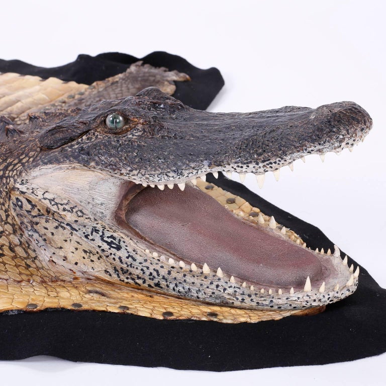 Taxidermy Alligator Rug or Hide For Sale at 1stdibs