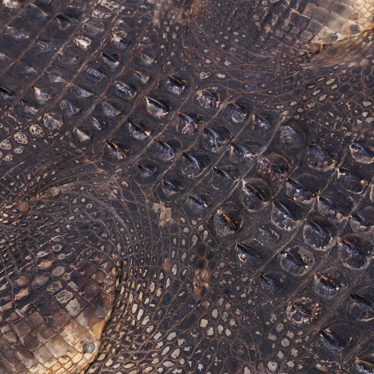 Taxidermy Alligator Rug or Hide at 1stDibs