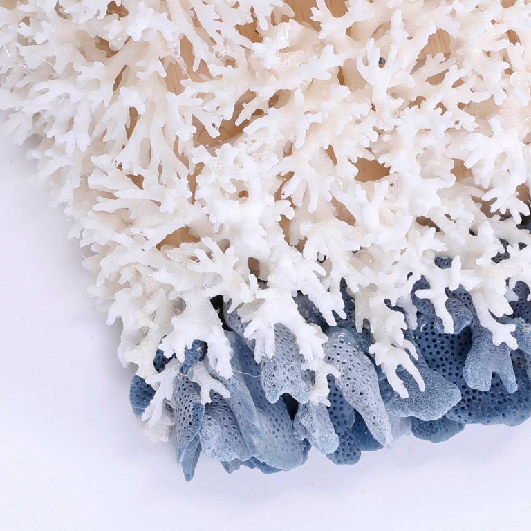 Pair of Coral Brackets at 1stDibs