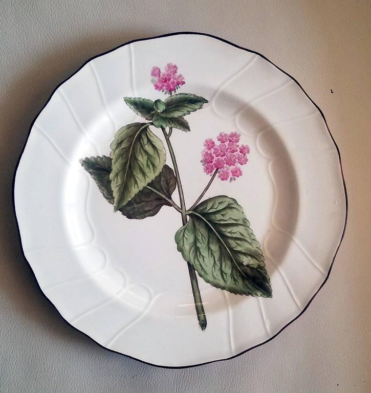 English Pottery Set of Six Botanical Plates at 1stDibs
