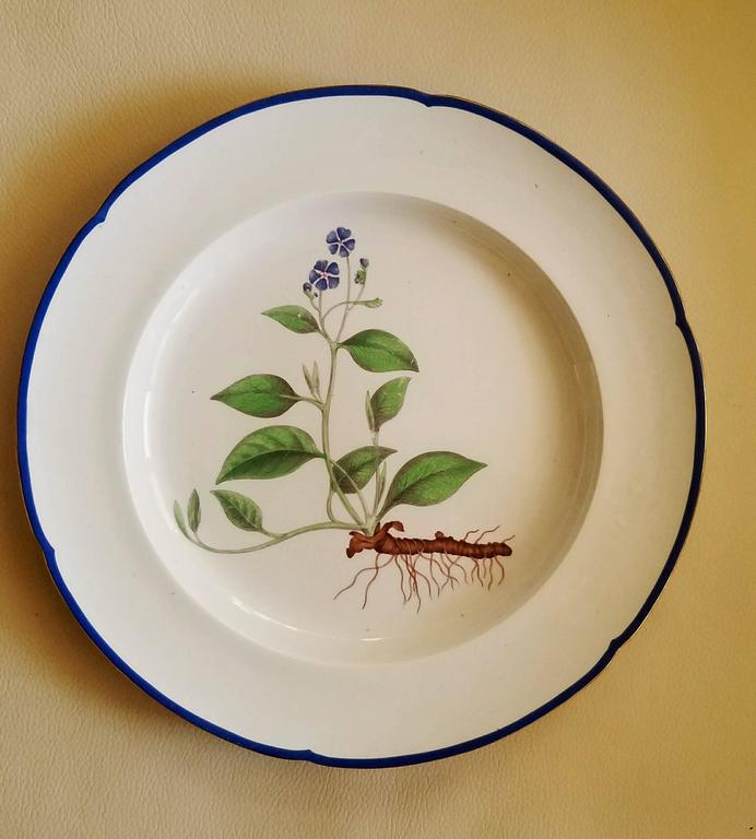 English Botanical Pearl Ware Pottery Painted Named Specimen Plates, Wm ...