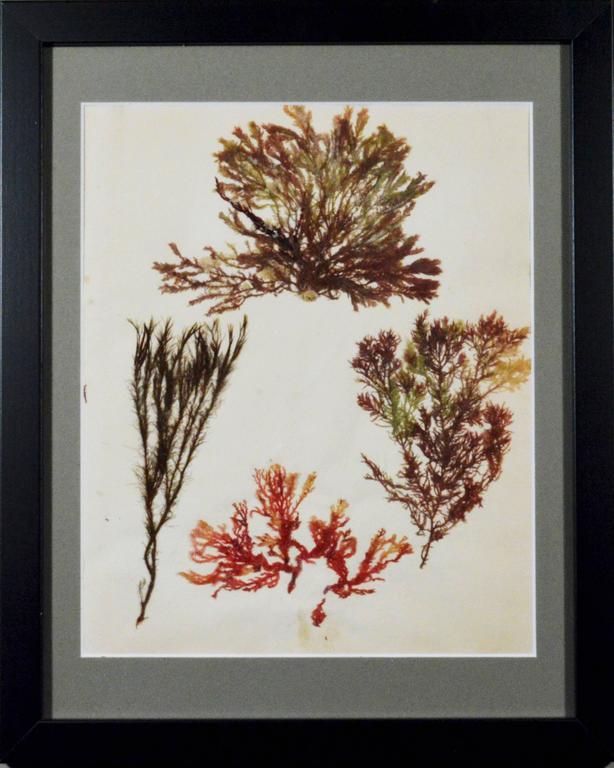 Victorian Ladies' Pressed Seaweed Pictures, circa 1885 at 1stDibs