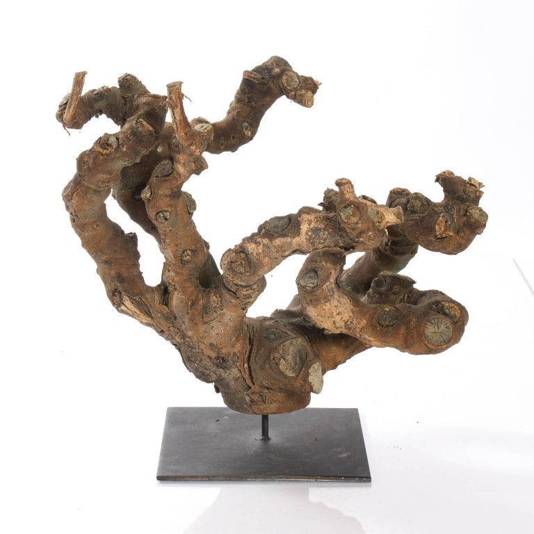 Root Sculpture For Sale at 1stDibs