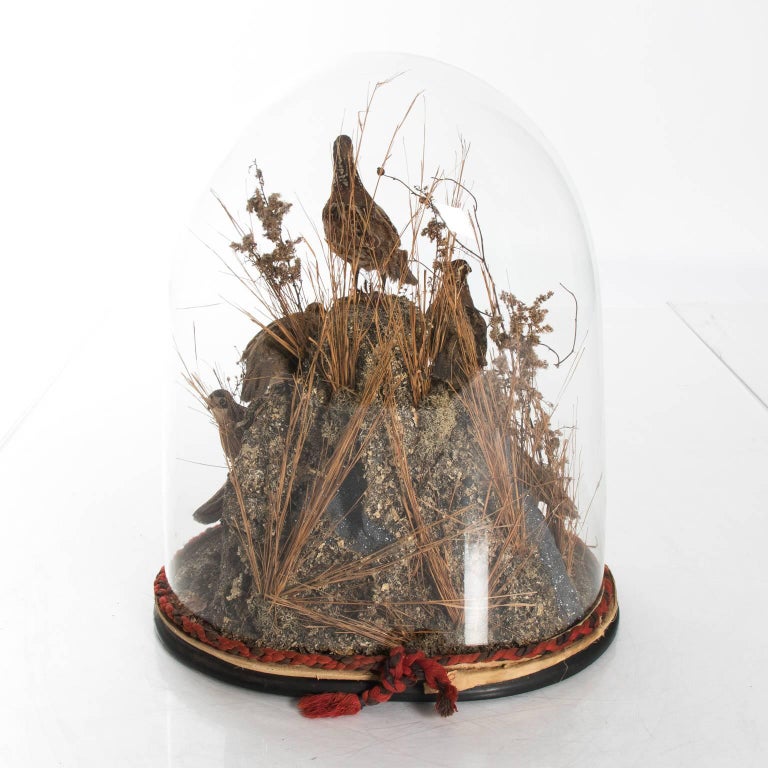 Victorian Glass Dome Bird Display at 1stDibs