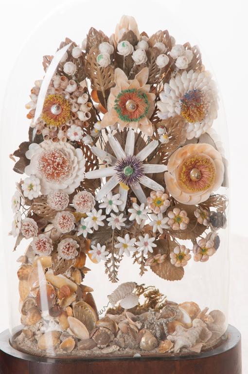 Pair of Victorian 19th Century Glass Domes with Sailor Shell Flowers at ...