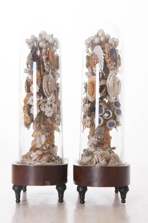 Pair of Victorian 19th Century Glass Domes with Sailor Shell Flowers at ...