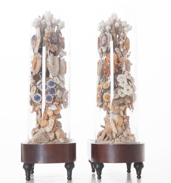 Pair of Victorian 19th Century Glass Domes with Sailor Shell Flowers at ...