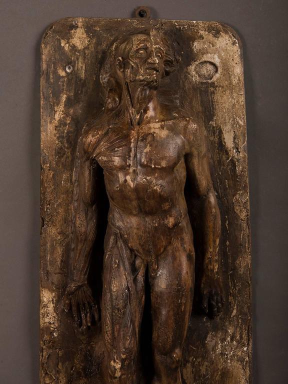 Antique French "L'Homme Écorché", Cast Plaster Model, Flayed Man, circa 1880 at 1stDibs