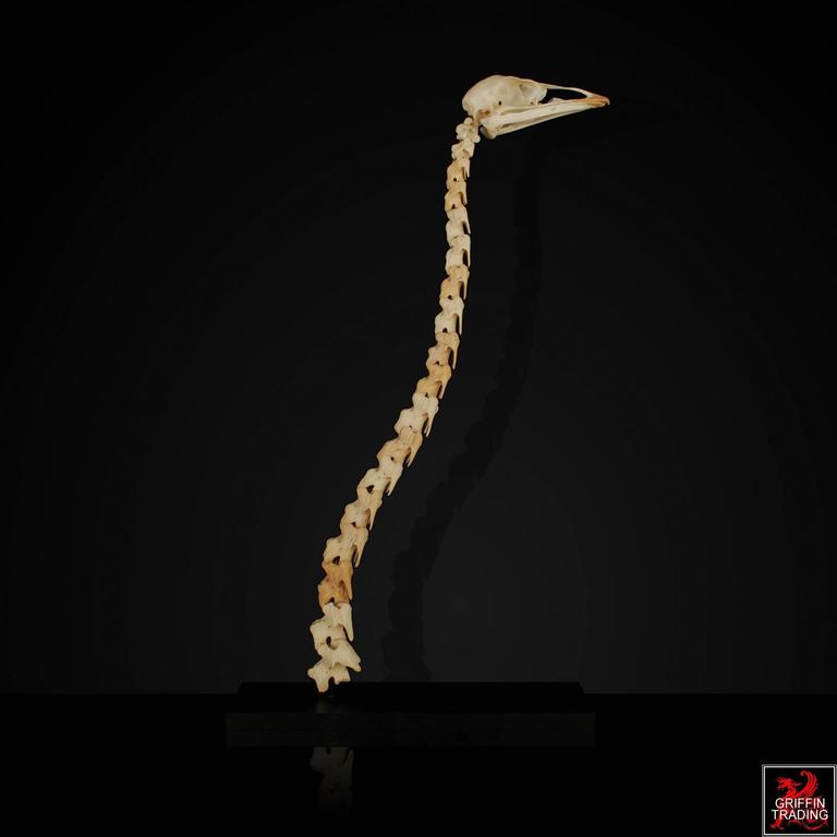 Emu Bird Skull and Neck Vertebrae Skeleton on Custom Stand For Sale at ...