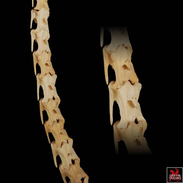 Emu Bird Skull and Neck Vertebrae Skeleton on Custom Stand For Sale at ...