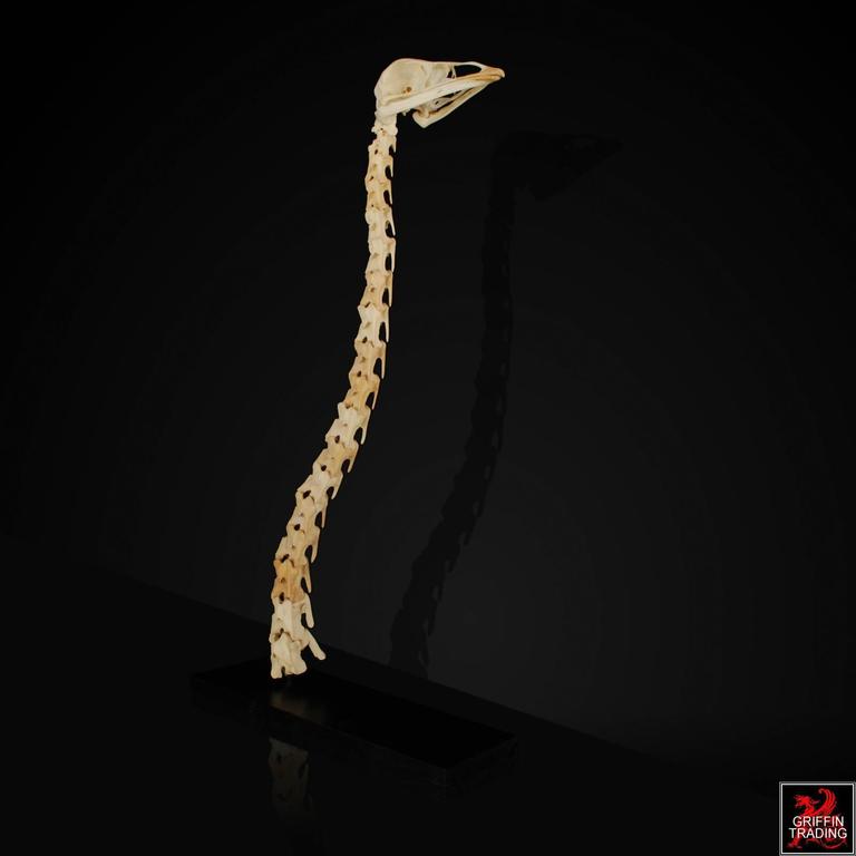 Emu Bird Skull and Neck Vertebrae Skeleton on Custom Stand For Sale at ...