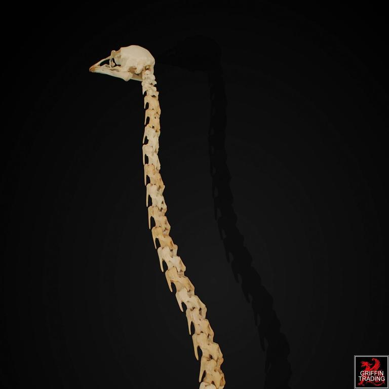 Emu Bird Skull and Neck Vertebrae Skeleton on Custom Stand For Sale at ...