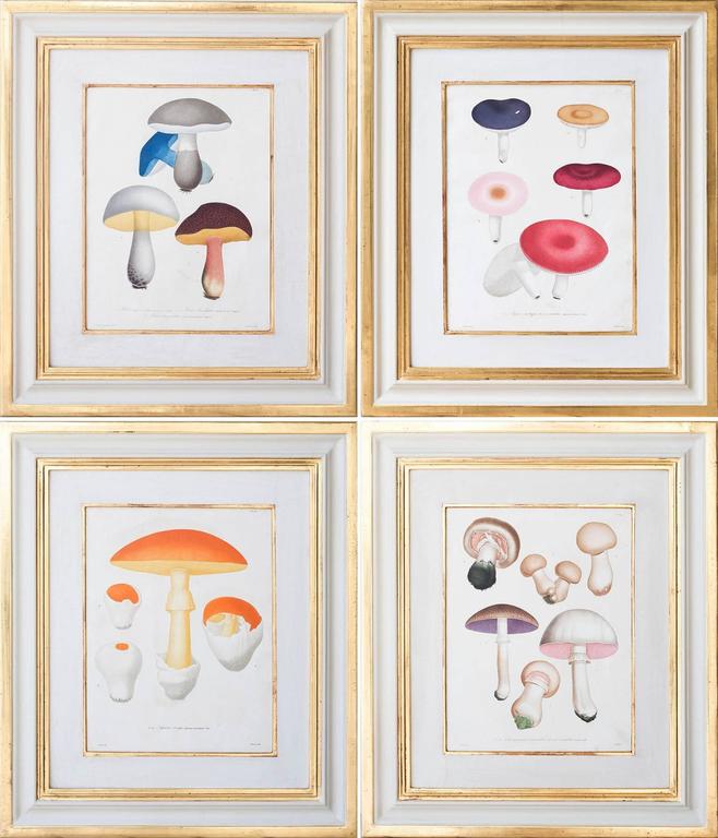 Set of 24 First Edition Prints of Mushrooms in Handmade Gessoed Frames ...