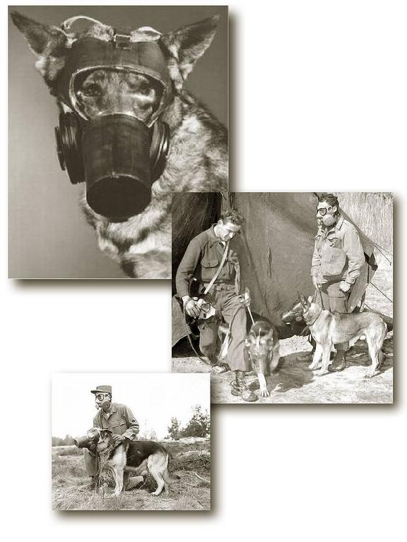 Early War Dog Gas Mask at 1stDibs | k9 gas mask, gas mask for dogs ...
