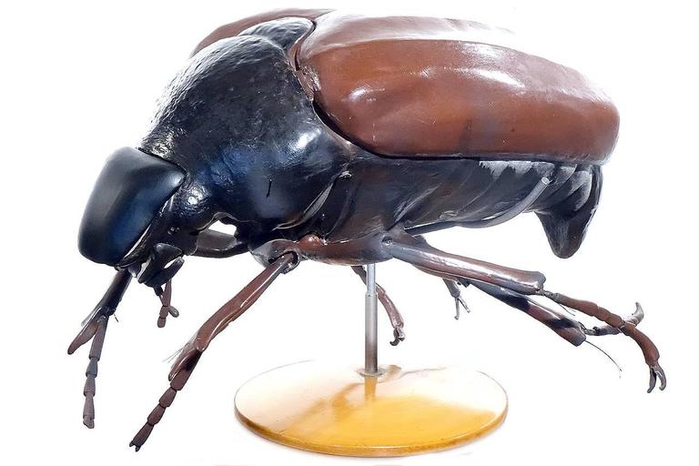 Large Early Anatomical Model of a Flying Beetle at 1stDibs