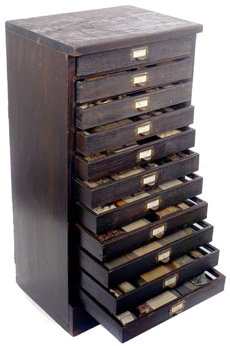 1800s Cabinet of Educational Collections at 1stDibs