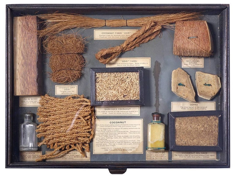 1800s Cabinet of Educational Collections at 1stDibs
