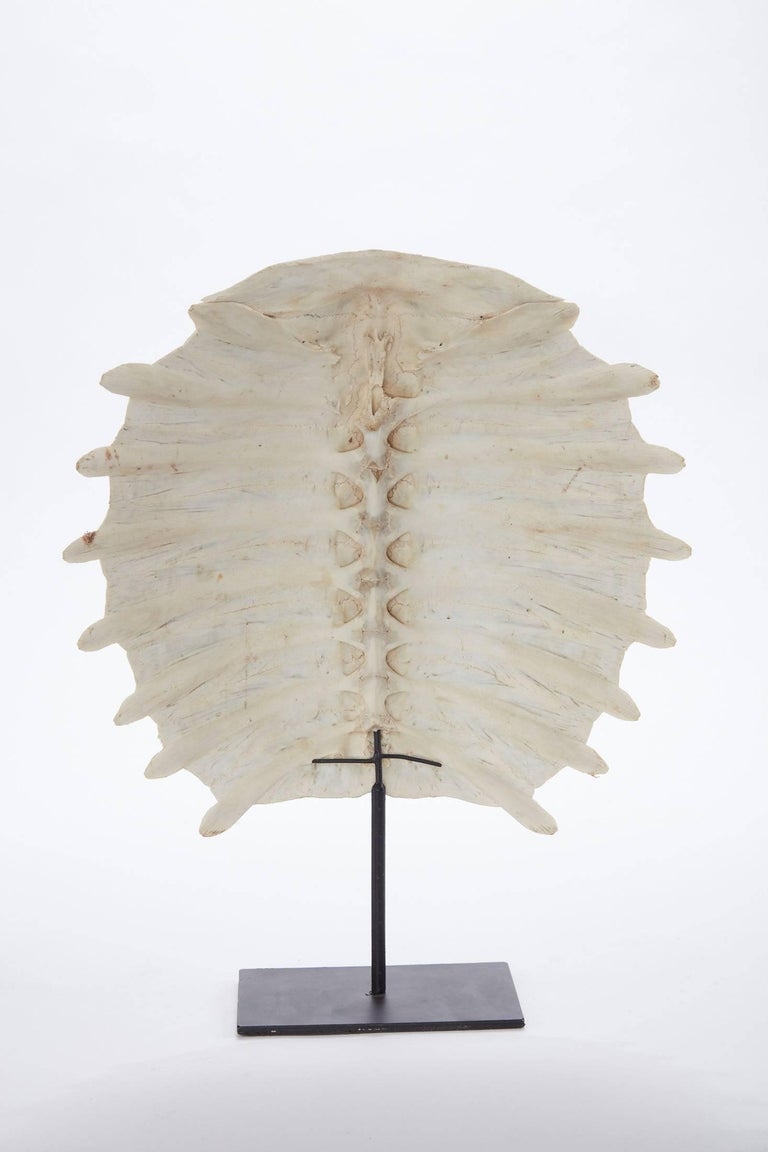 20th Century Mounted Turtle Shell "Skeletons" at 1stDibs
